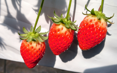 ミカファーム – 千葉県柏市 いちご農園ミカファーム