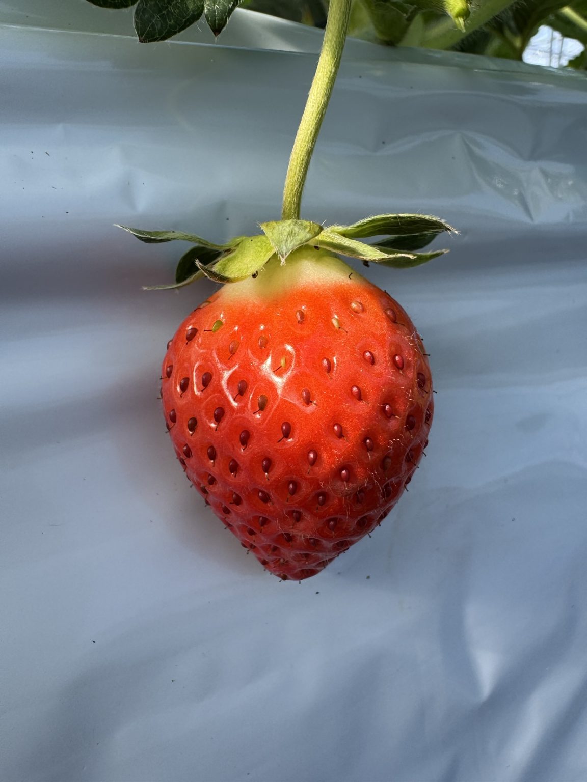 ミカファーム – 千葉県柏市 いちご農園ミカファーム（いちご狩り・直売）