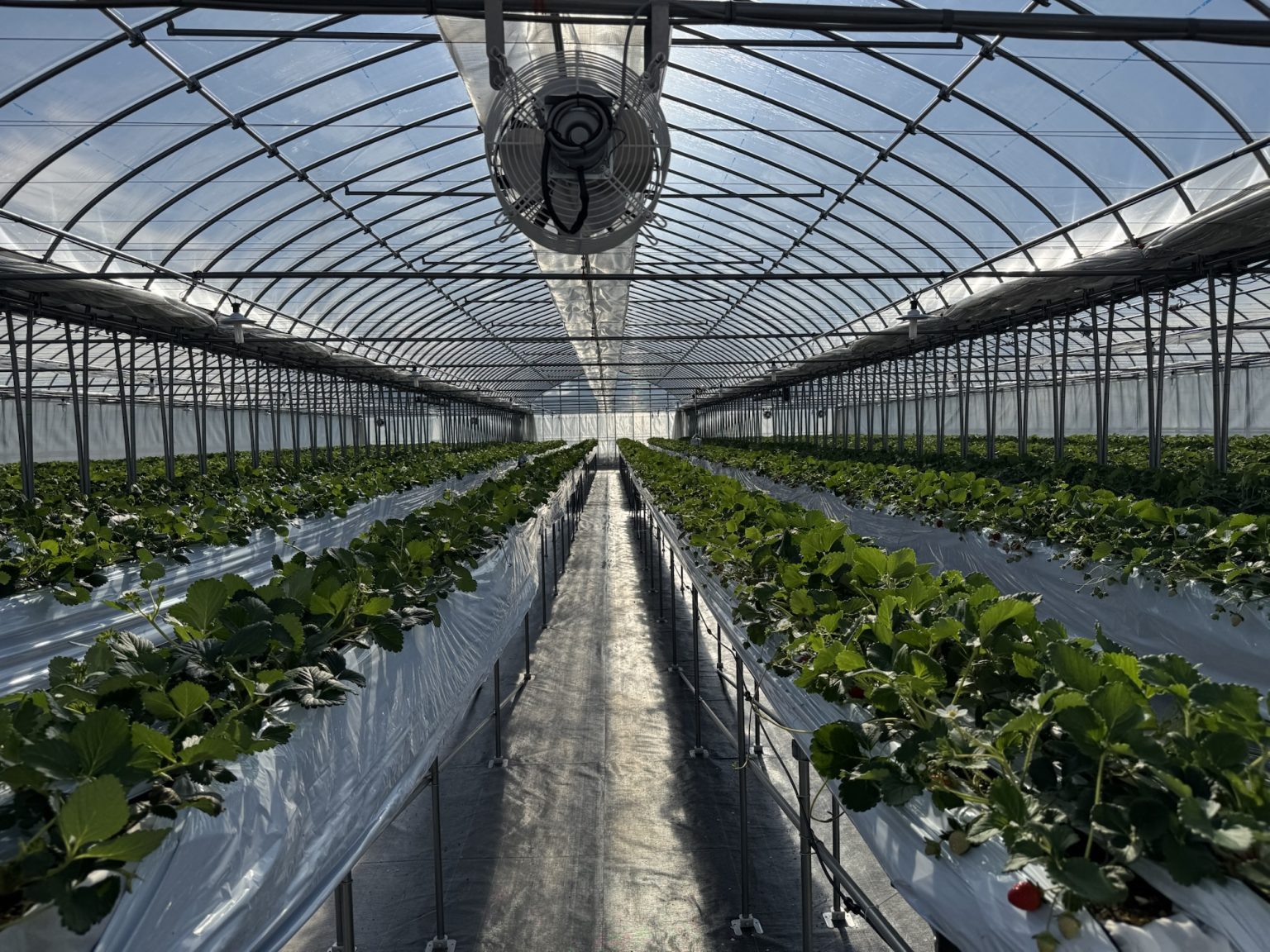 ミカファーム – 千葉県柏市 いちご農園ミカファーム【いちご狩り・直売】