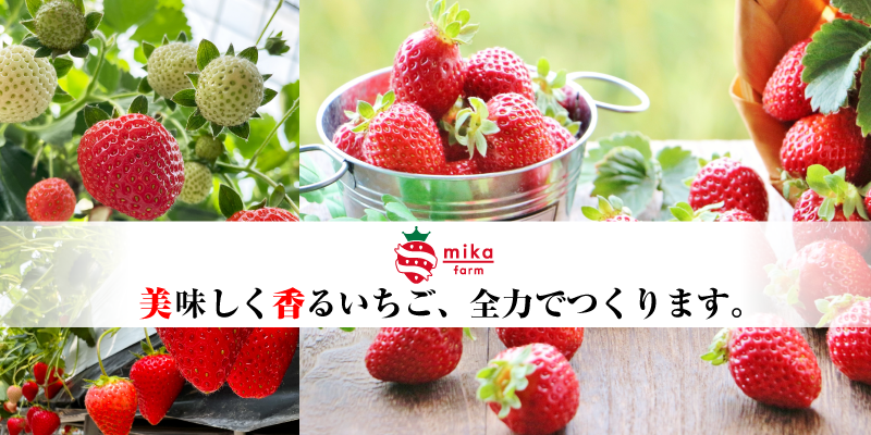 千葉県柏市 いちご農園ミカファーム【いちご狩り・直売】 – 美味しく香る いちご、全力でつくります。 常磐道柏I.Cより車で5分。