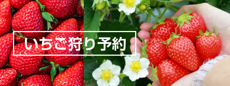 千葉県柏市 いちご農園ミカファーム【いちご狩り・直売】 – 美味しく香る いちご、全力でつくります。 常磐道柏I.Cより車で5分。